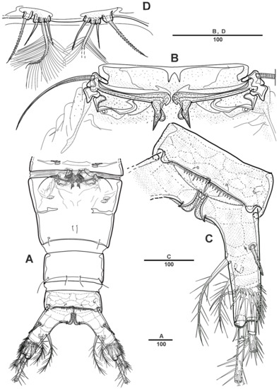 Two New Species of the Family Canuellidae Lang, 1944 (Copepoda ...