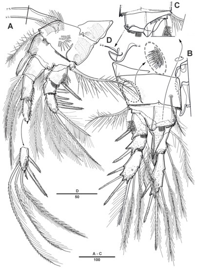 Two New Species of the Family Canuellidae Lang, 1944 (Copepoda ...