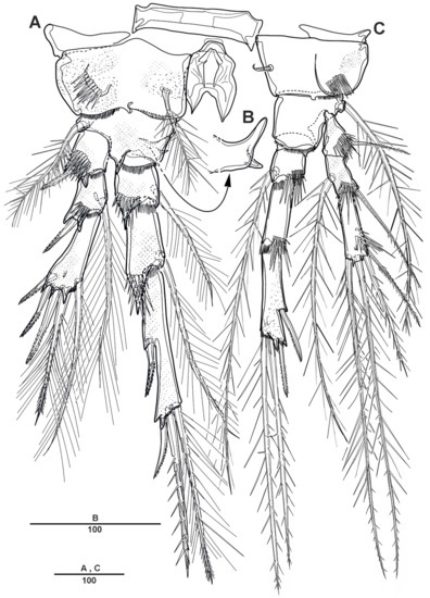 Two New Species of the Family Canuellidae Lang, 1944 (Copepoda ...