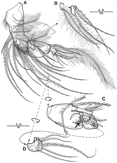Two New Species of the Family Canuellidae Lang, 1944 (Copepoda ...