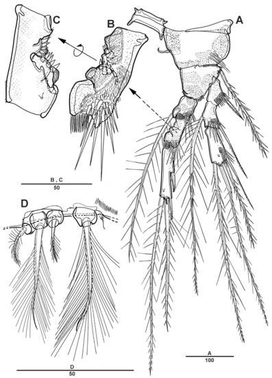 Two New Species of the Family Canuellidae Lang, 1944 (Copepoda ...