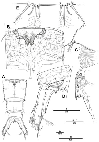 Two New Species of the Family Canuellidae Lang, 1944 (Copepoda ...