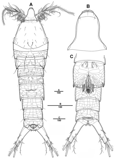 Two New Species of the Family Canuellidae Lang, 1944 (Copepoda ...