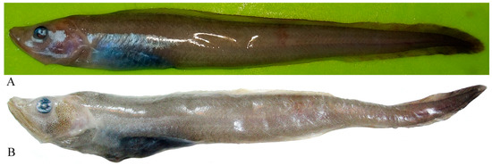 A New Species of Lycodapus from the Emperor Seamount Chain ...