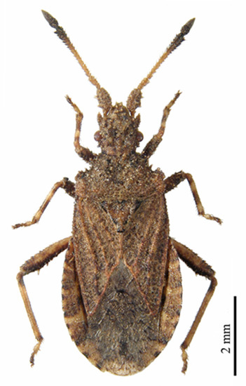 First Results on Heteroptera (Hemiptera) of Dry Grassland in Malpaga ...