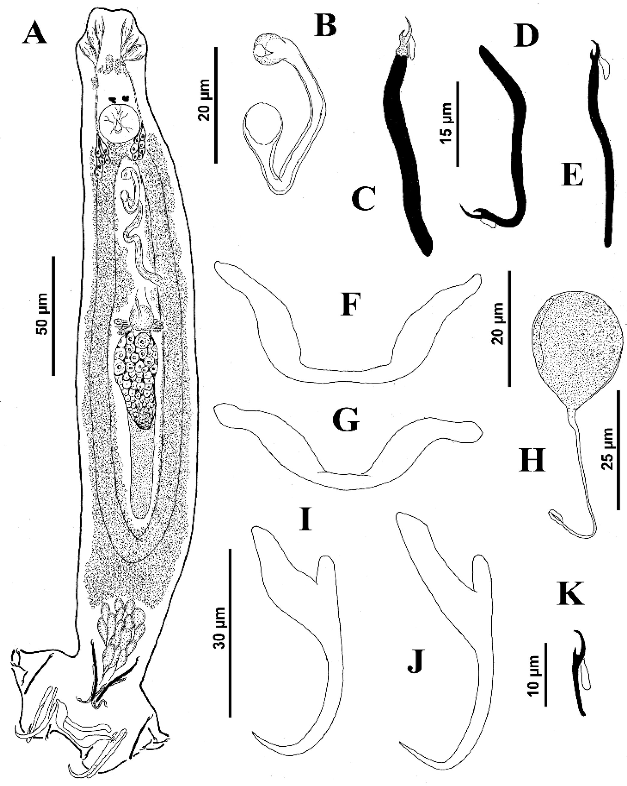 Diversity | Free Full-Text | Rediscovering Monogenoids (Platyhelminthes ...