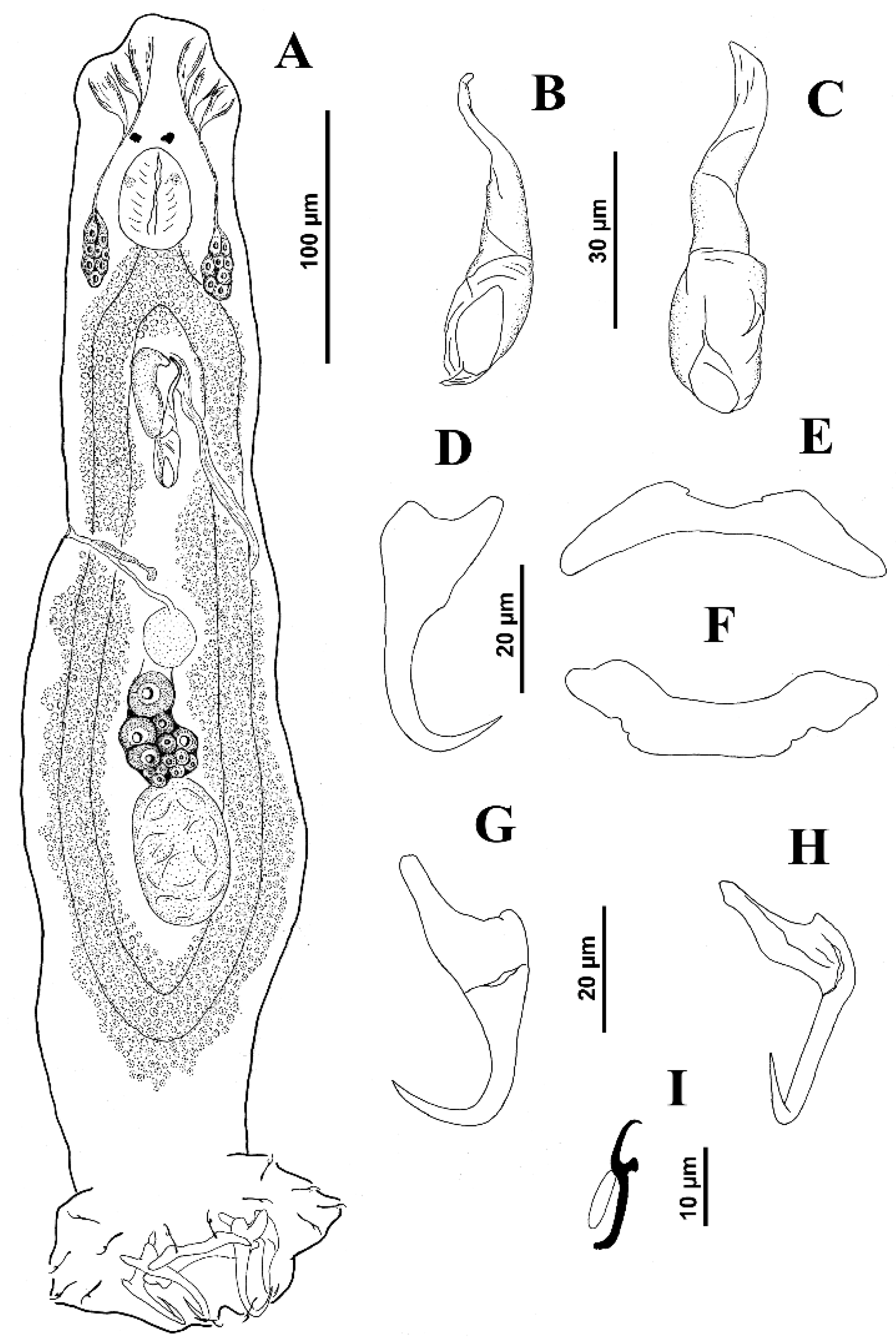 Diversity | Free Full-Text | Rediscovering Monogenoids (Platyhelminthes ...