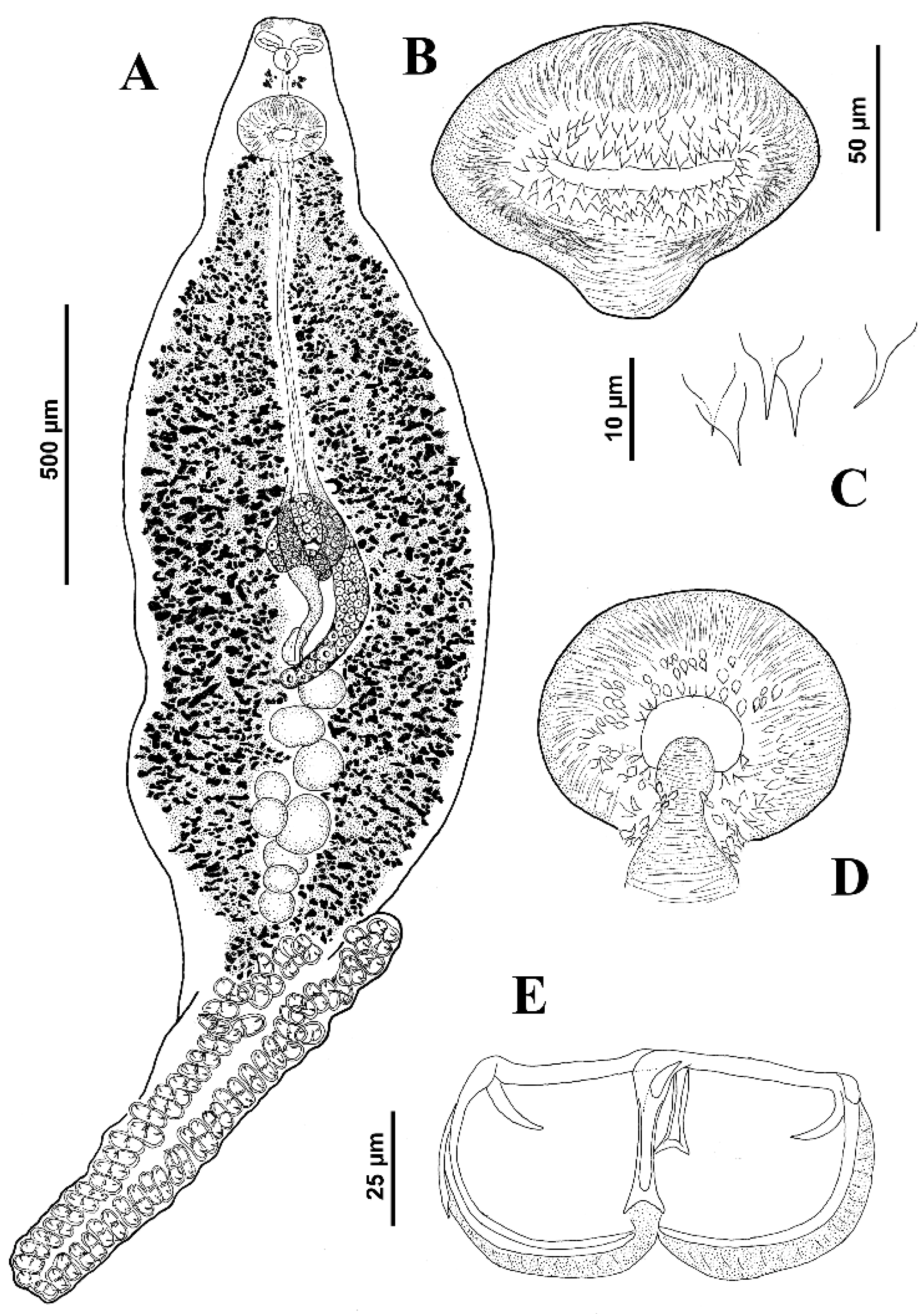 Diversity | Free Full-Text | Rediscovering Monogenoids (Platyhelminthes ...
