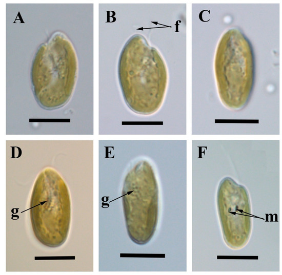 Description of a New Species of the Genus Cryptomonas (Cryptophyceae ...