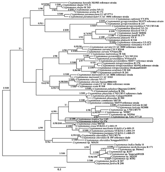 Description of a New Species of the Genus Cryptomonas (Cryptophyceae ...