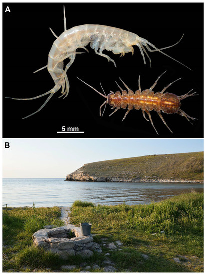 A New Species of the Genus Niphargus Schiödte, 1849 (Crustacea ...