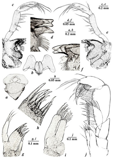 A New Species of the Genus Niphargus Schiödte, 1849 (Crustacea ...