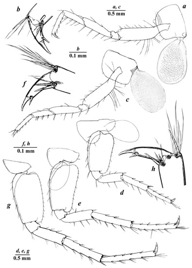 A New Species of the Genus Niphargus Schiödte, 1849 (Crustacea ...