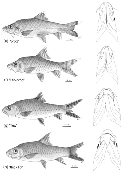 Diversity | Free Full-Text | Disentangling the Diversity of the ...