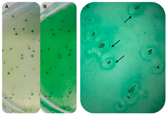New Strain of Cyphellophora olivacea Exhibits Striking Tolerance to ...