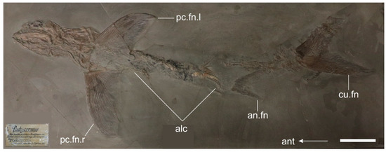 Diversity | Free Full-Text | A New Large †Pachycormiform ...