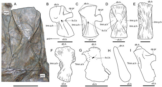 Diversity | Free Full-Text | A New Large †Pachycormiform ...