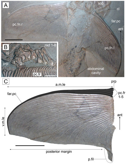 Diversity | Free Full-Text | A New Large †Pachycormiform ...