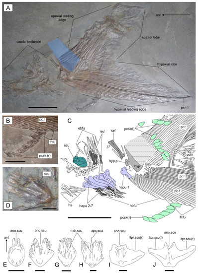 Diversity | Free Full-Text | A New Large †Pachycormiform ...