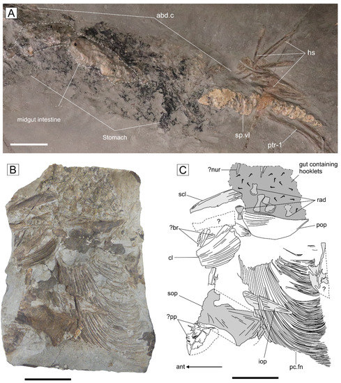 Diversity | Free Full-Text | A New Large †Pachycormiform ...