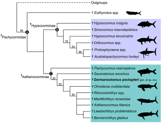 Diversity | Free Full-Text | A New Large †Pachycormiform ...