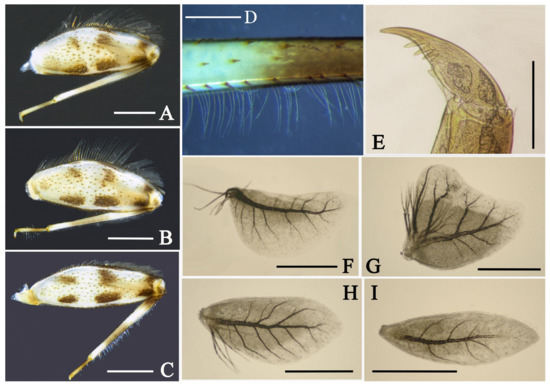 The Real Characters of Heptagenia ngi Hsu (1936) from China ...