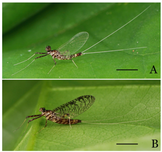 The Real Characters of Heptagenia ngi Hsu (1936) from China ...