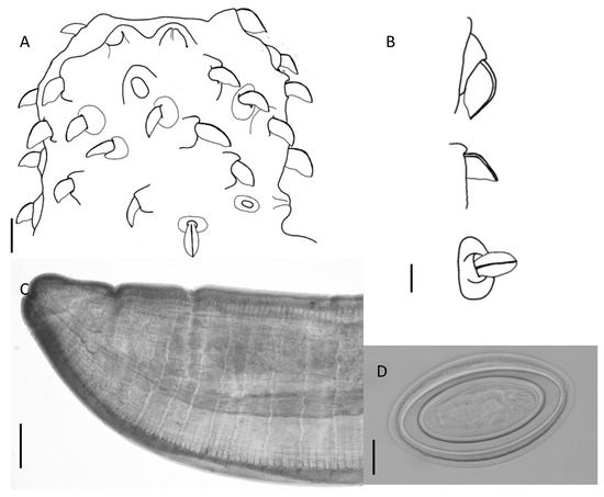 Nematode and Acanthocephalan Parasites of Confiscated Sunda pangolins ...