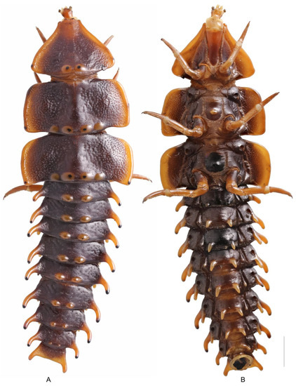 Larva, Pupa or Adult? The Female of Platerodrilus Case (Coleoptera ...