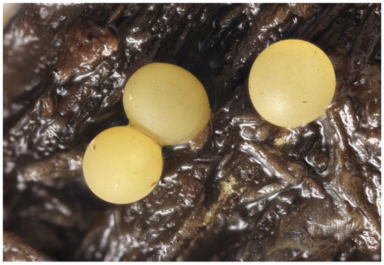 Larva, Pupa or Adult? The Female of Platerodrilus Case (Coleoptera ...