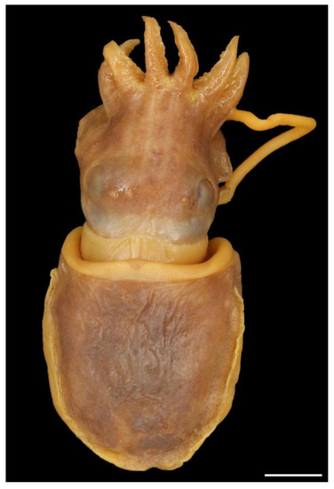 Detailed Description and Morphological Assessment of Sepia typica ...