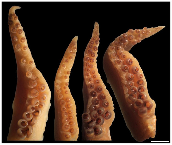 Diversity | Free Full-Text | Detailed Description and Morphological ...