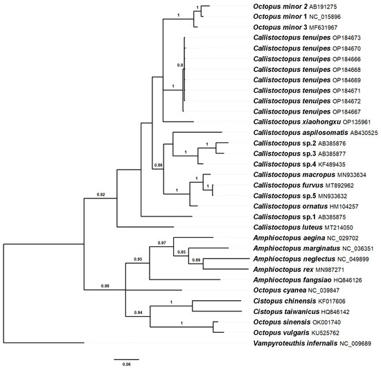 Morphological Description and Phylogenetic Analyses of a New Species of ...