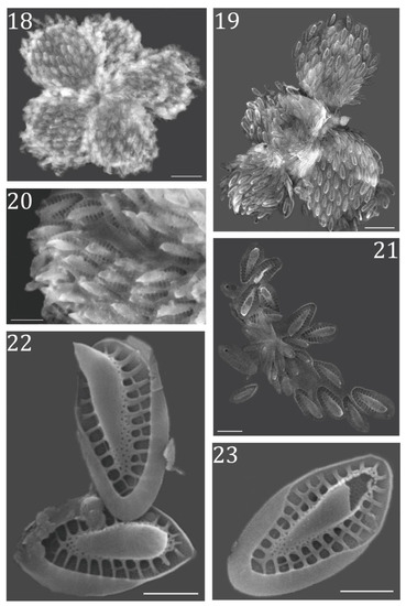 Morphological and Molecular Characterizations of Three Species of the ...