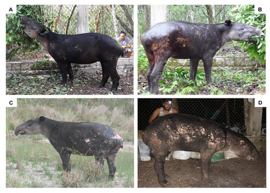 Jaguar’s Predation and Human Shield, a Tapir Story