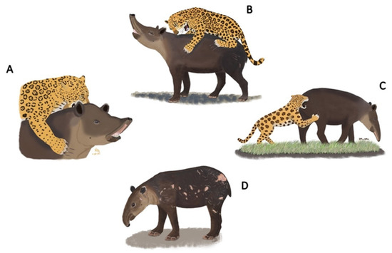 Jaguar’s Predation and Human Shield, a Tapir Story