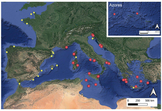 How Many Abalone Species Live in the Mediterranean Sea?