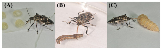 Dietary Association with Midgut Microbiota Components of Eocanthecona ...