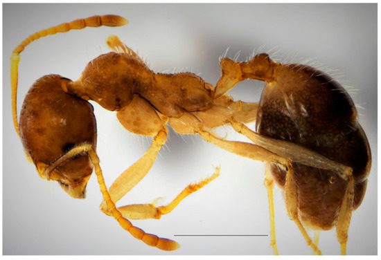 Fungi Associated with Messor Ants on the Balkan Peninsula: First ...