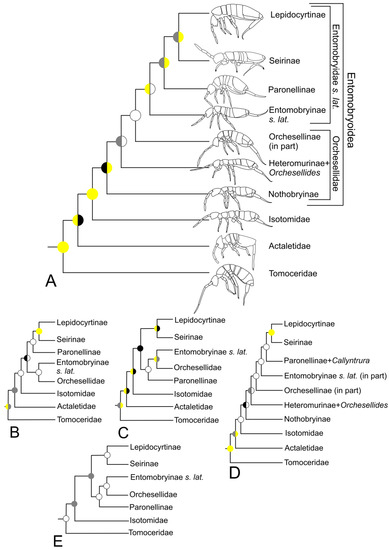 The Evolution of Collembola Higher Taxa (Arthropoda, Hexapoda) Based on ...