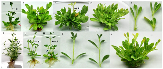 Ex Situ Conservation of Atriplex taltalensis I.M. Johnst. via In Vitro ...