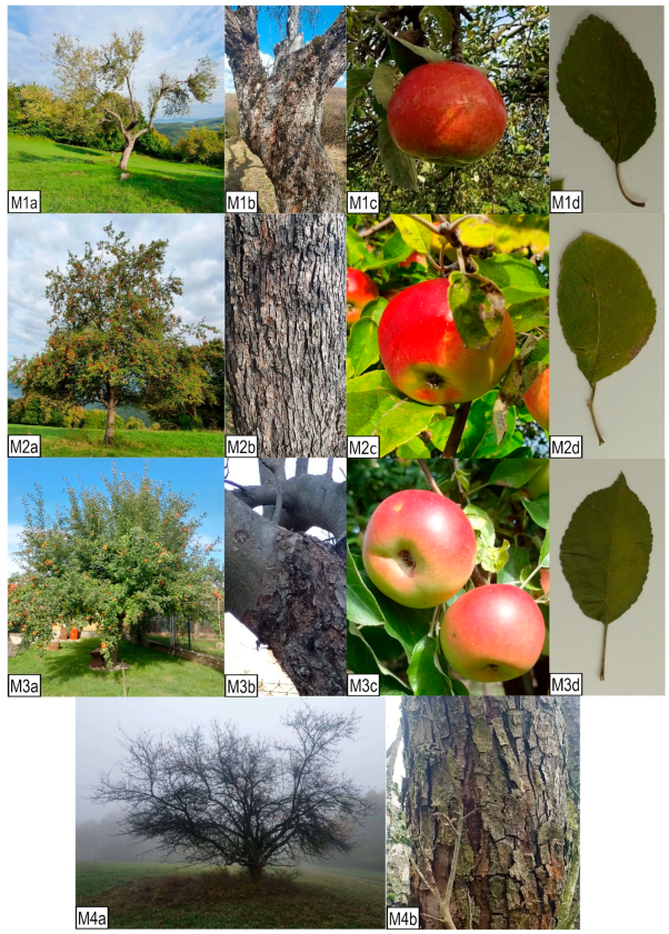 Types Of Apple Trees
