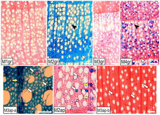 Observing the Structure Diversity of Historic Heirloom Apple Tree ...