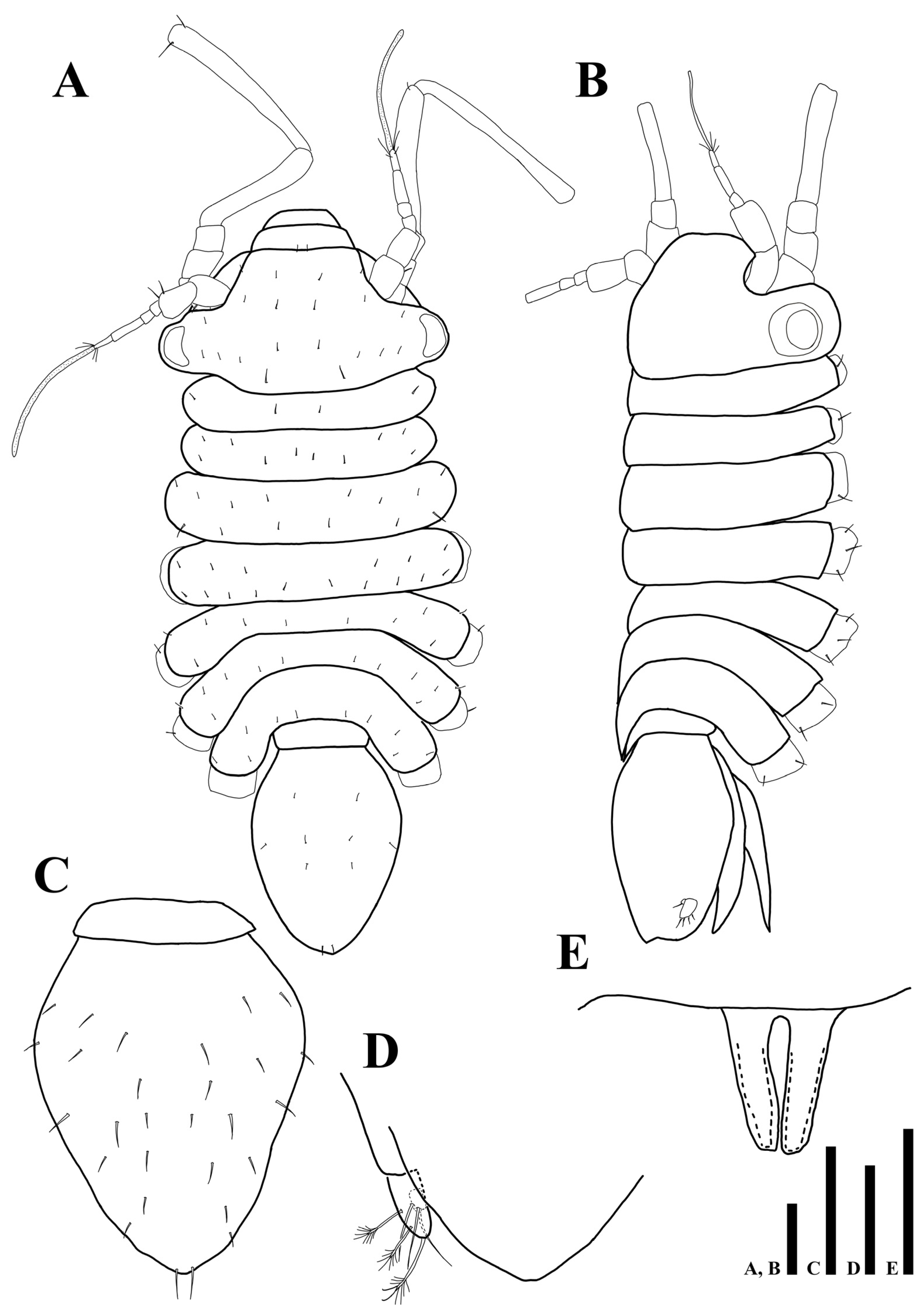 Diversity | Free Full-Text | Two New Uromunna Species (Isopoda ...