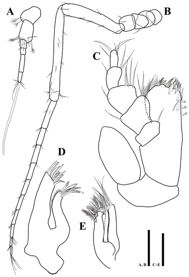 Diversity | Free Full-Text | Two New Uromunna Species (Isopoda ...