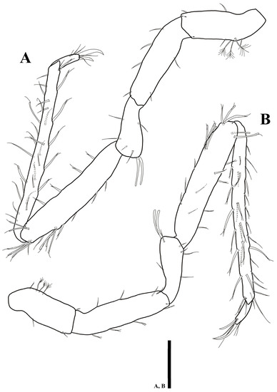 Diversity | Free Full-Text | Two New Uromunna Species (Isopoda ...