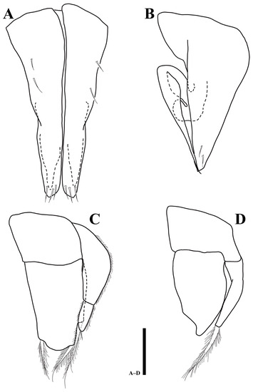 Diversity | Free Full-Text | Two New Uromunna Species (Isopoda ...