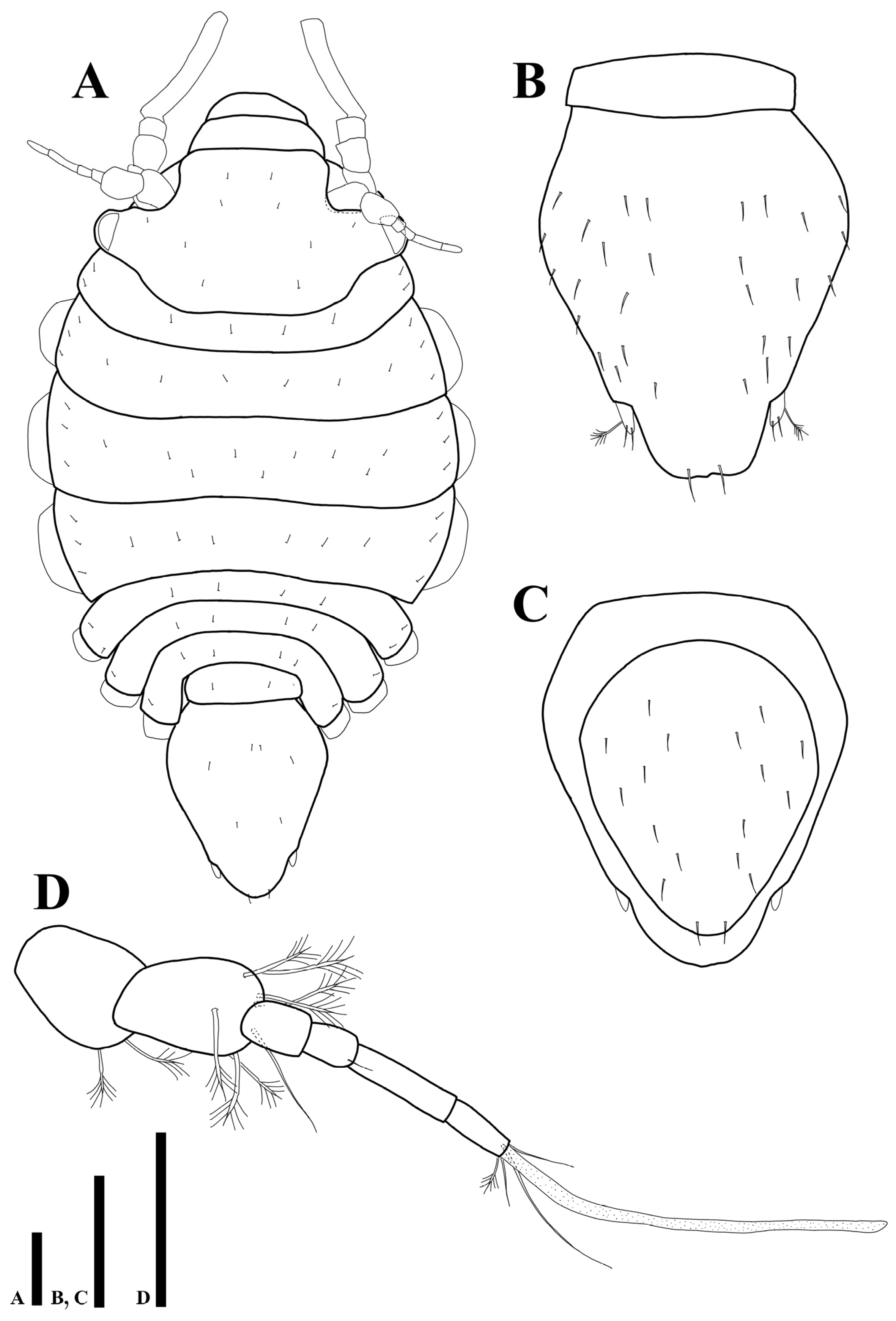 Diversity | Free Full-Text | Two New Uromunna Species (Isopoda ...
