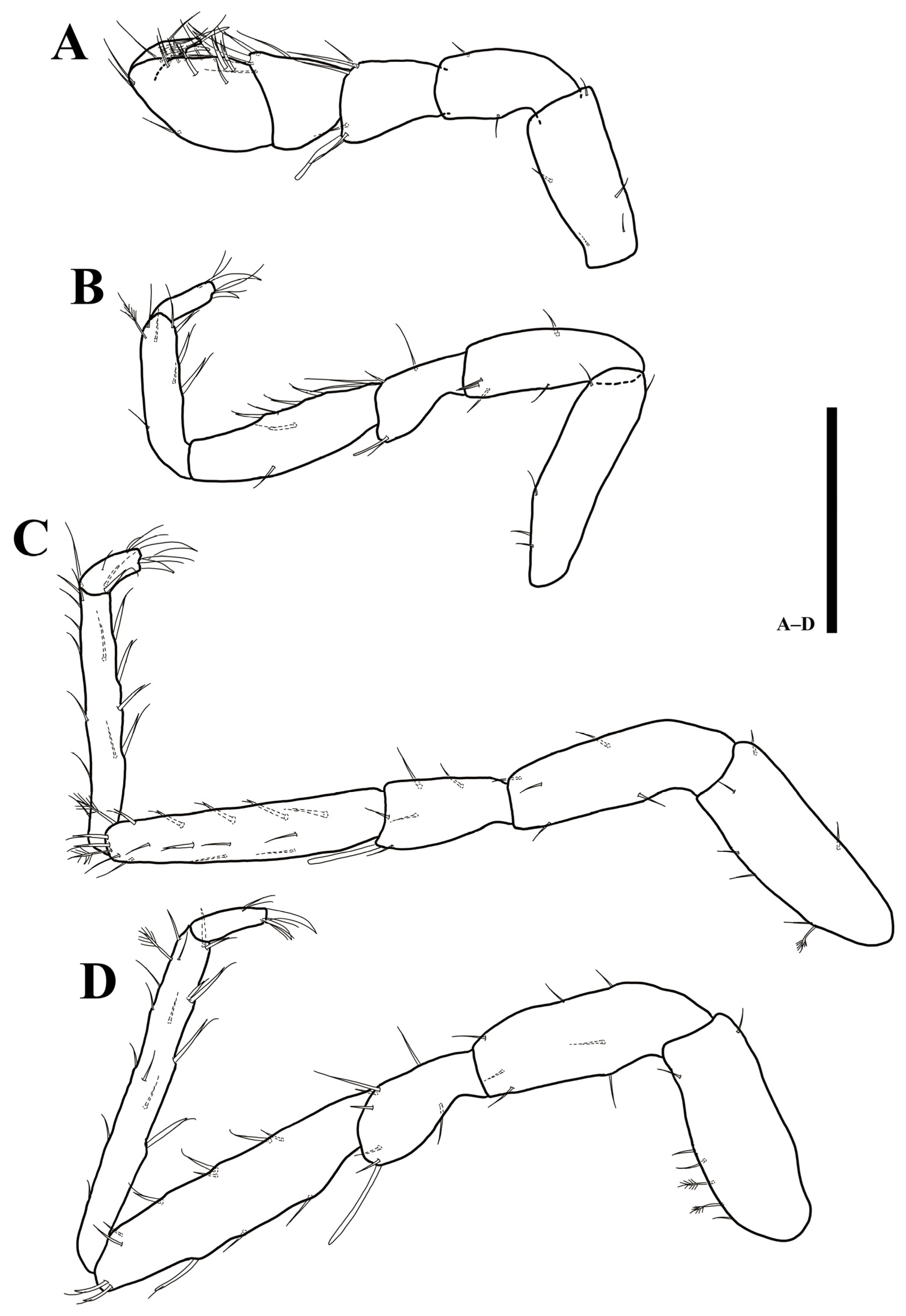 Diversity | Free Full-Text | Two New Uromunna Species (Isopoda ...