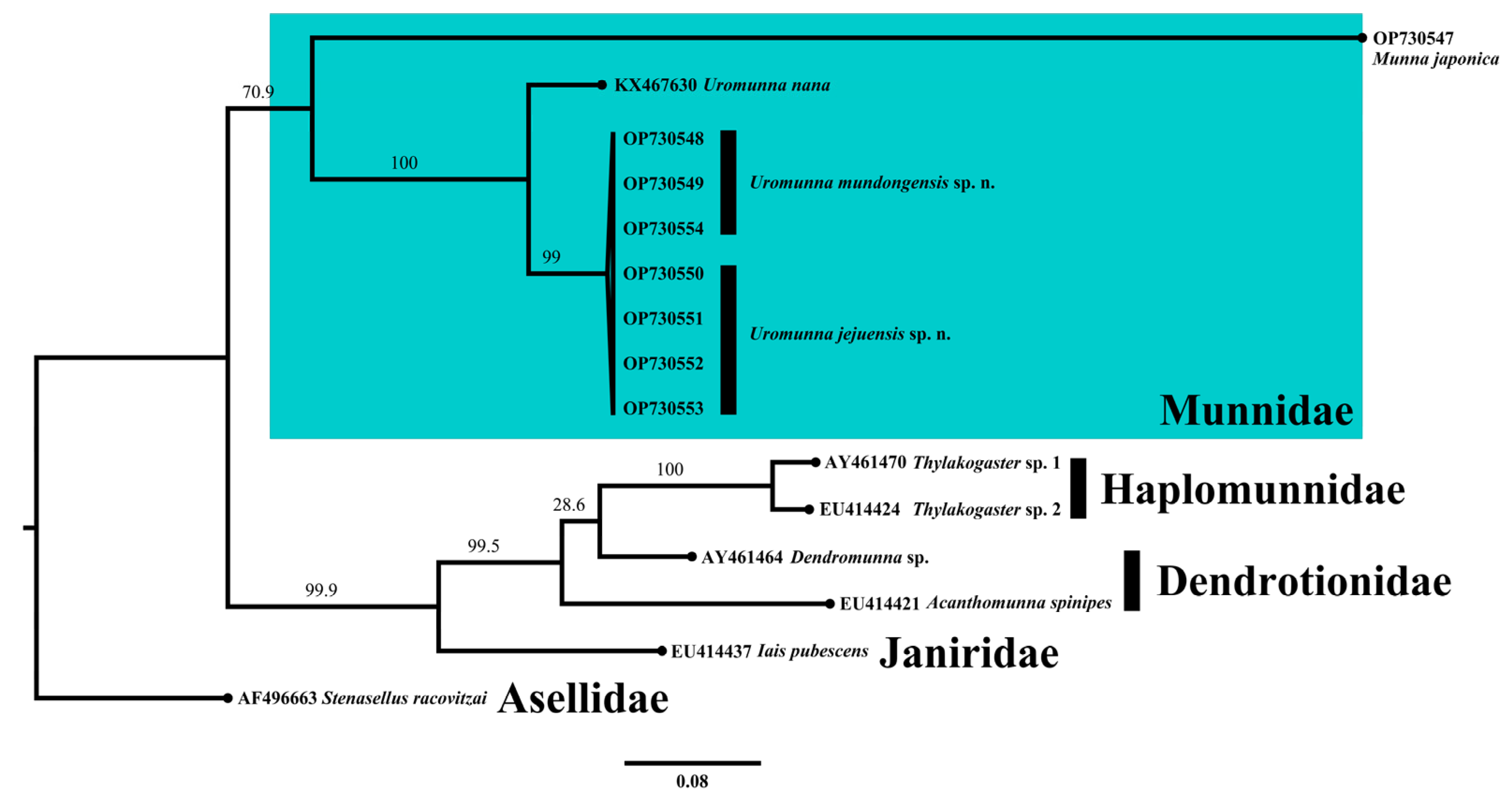 Diversity | Free Full-Text | Two New Uromunna Species (Isopoda ...